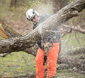 Chainsaw Training - Training and Workshops for Arborists | ACRT Arborist Training