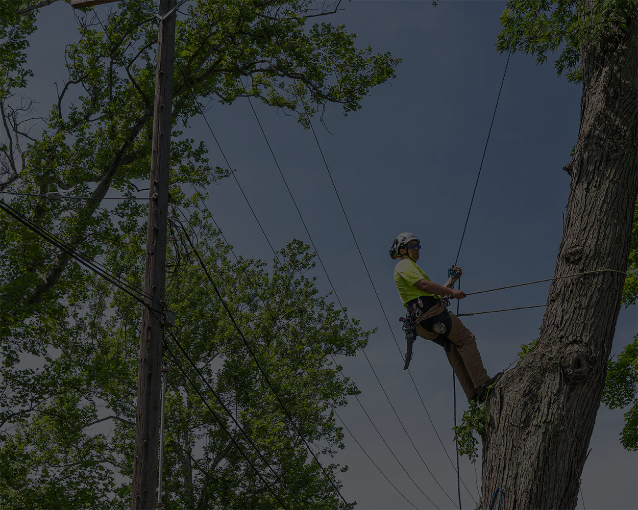 Training and Workshops for Arborists | ACRT Arborist Training